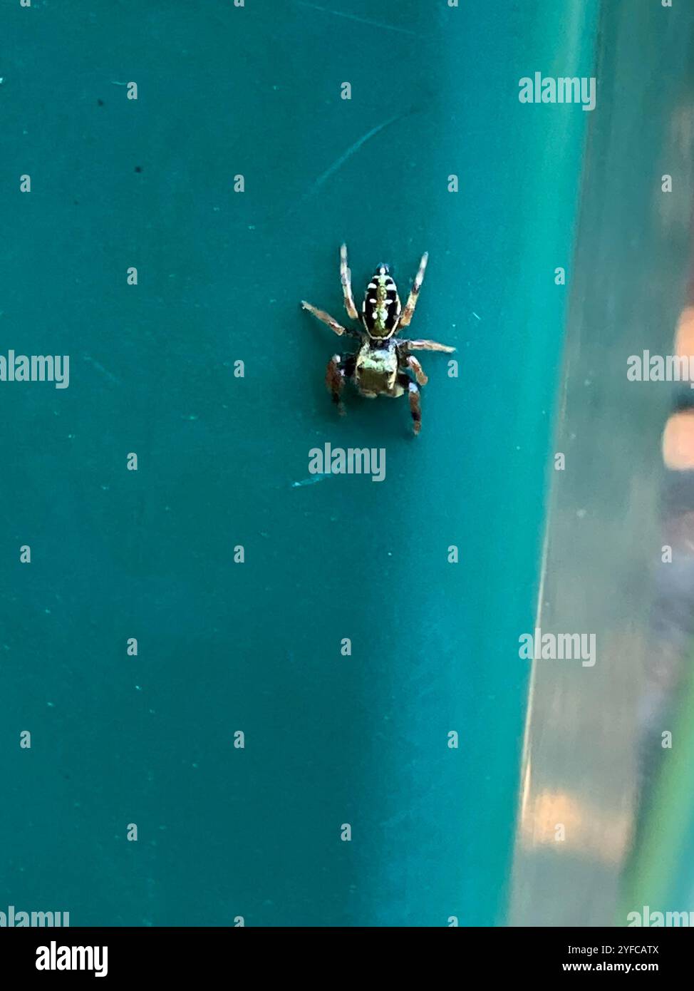 Golden Jumping Spider (Paraphidippus aurantius Stock Photo - Alamy