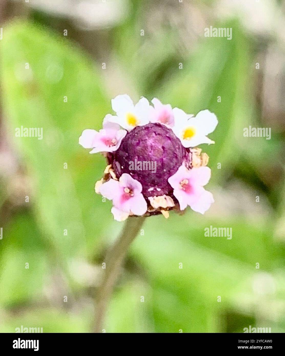 turkey tangle frogfruit (Phyla nodiflora Stock Photo - Alamy