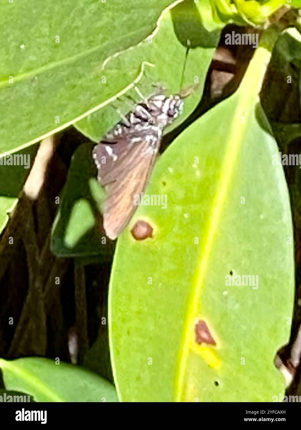 Mangrove Skipper (Phocides pigmalion Stock Photo - Alamy