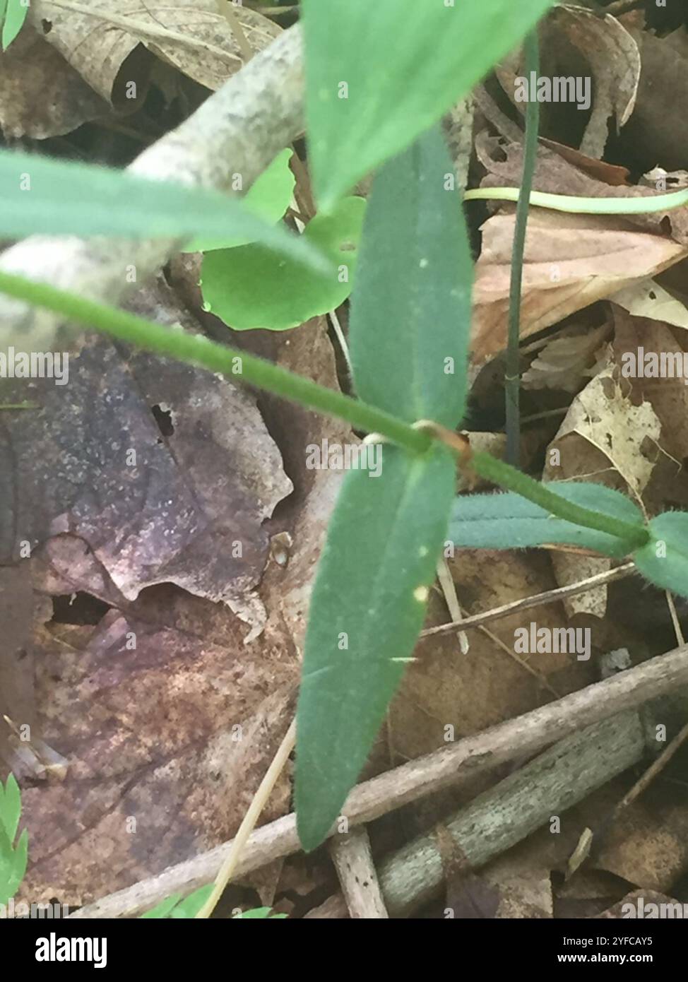 blue phlox (Phlox divaricata Stock Photo - Alamy