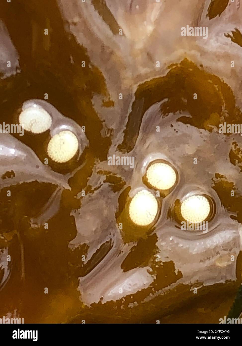 Lacuna Snails (Lacuna Stock Photo - Alamy