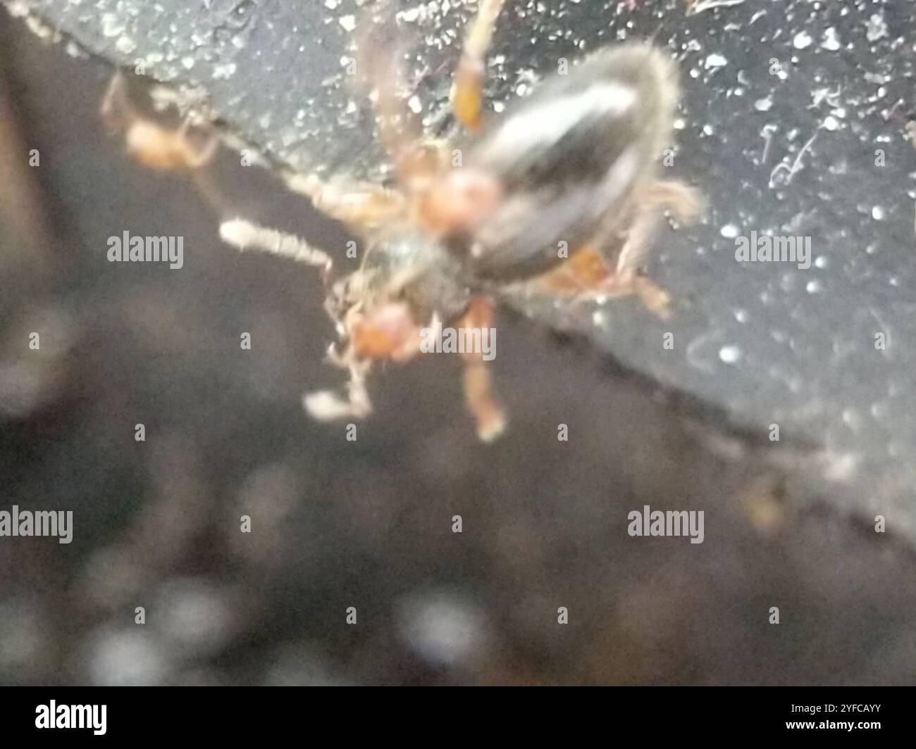 Hairy Spider Weevil (Barypeithes pellucidus Stock Photo - Alamy