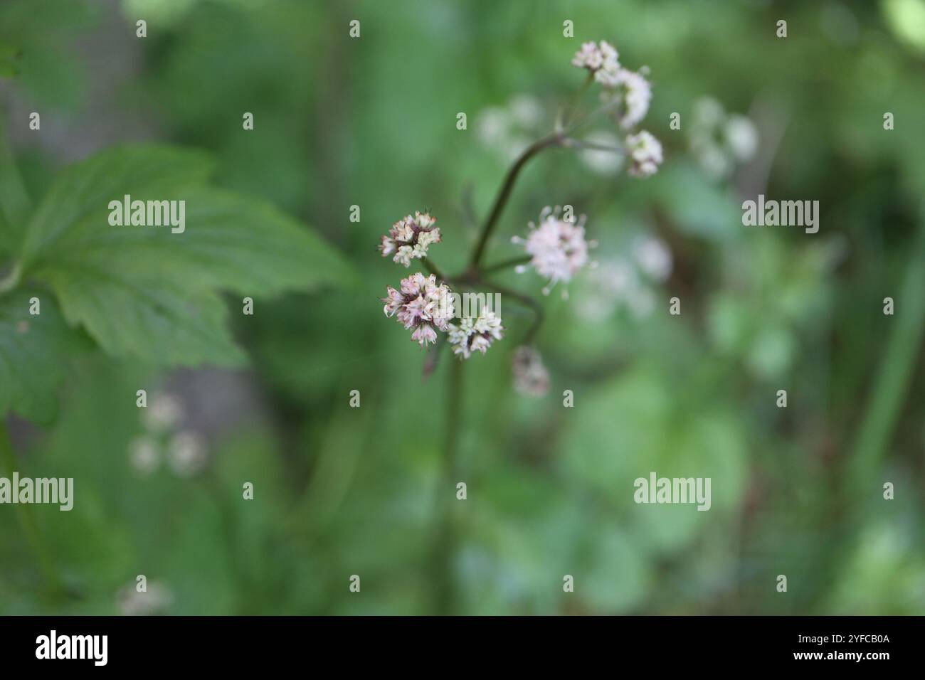 wood sanicle (Sanicula europaea Stock Photo - Alamy