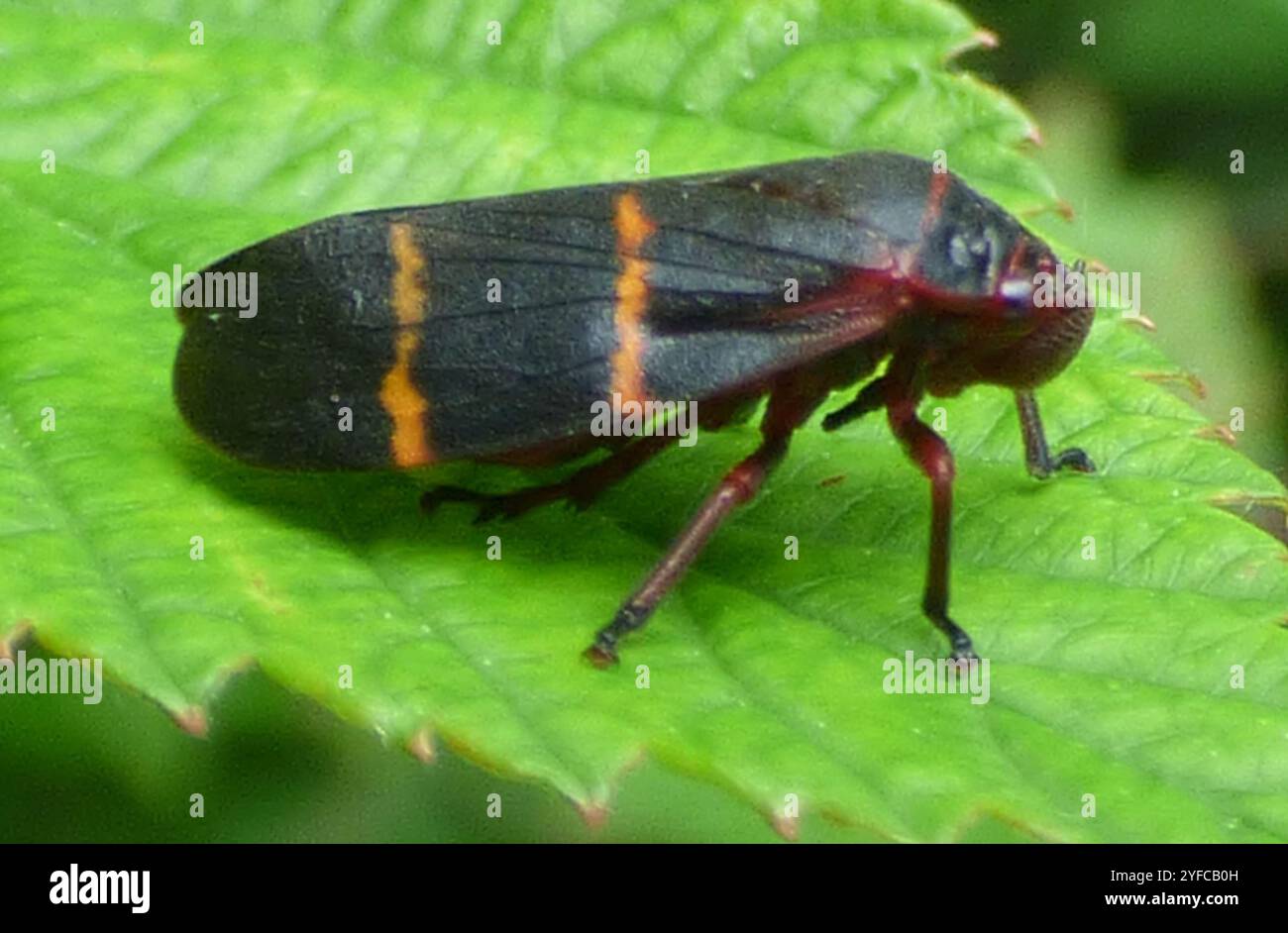 Two-lined Spittlebug (Prosapia bicincta Stock Photo - Alamy