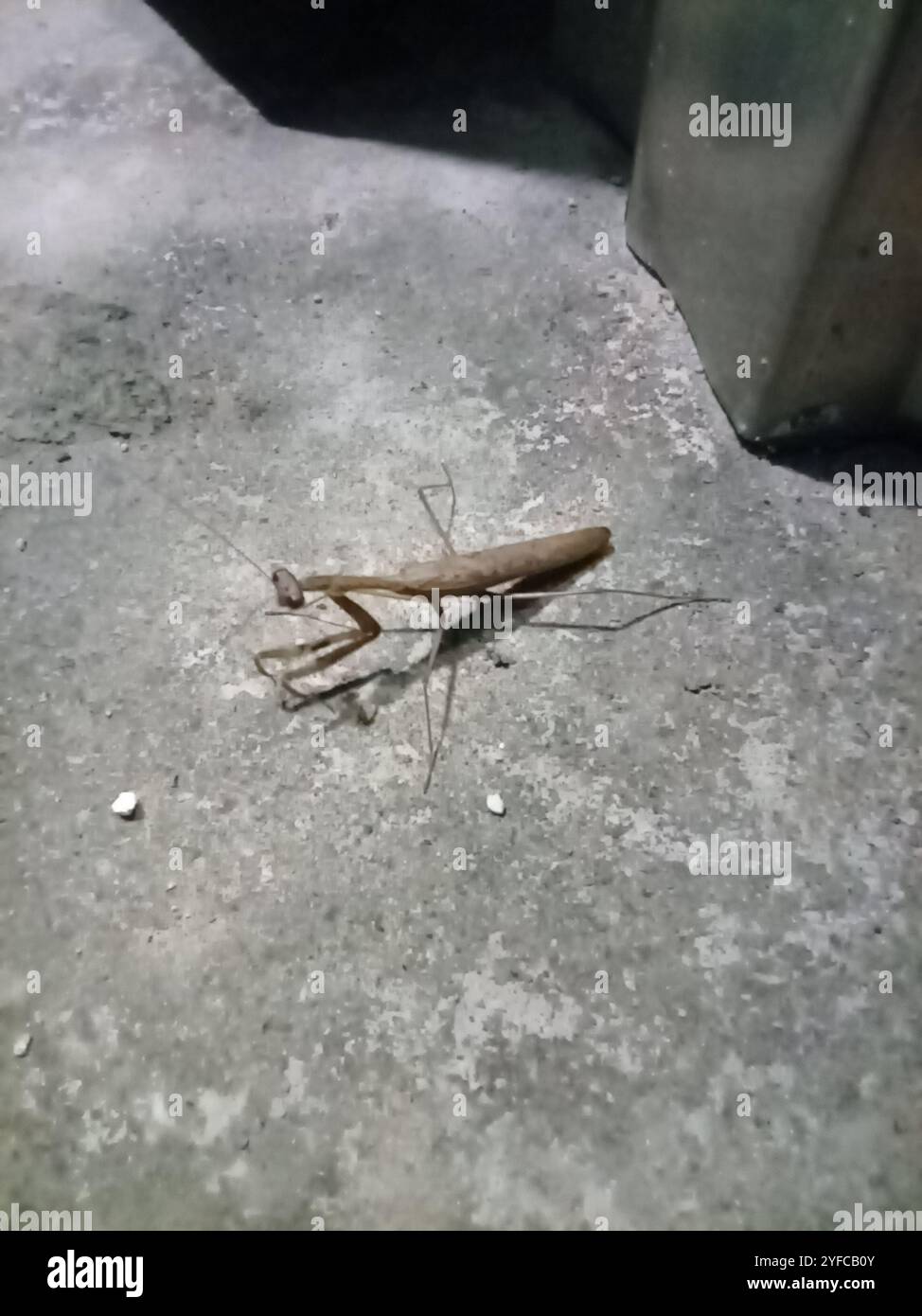 Asian jumping mantis hi-res stock photography and images - Alamy