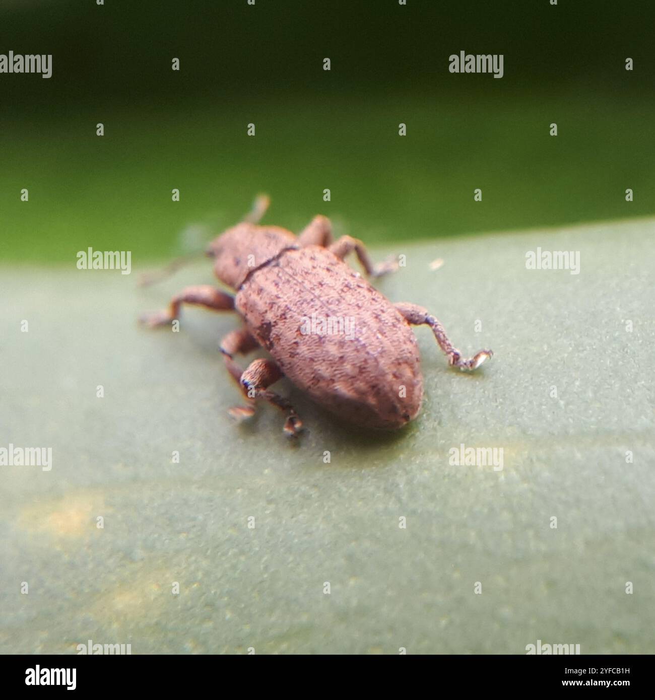 True Weevils (Curculionidae Stock Photo - Alamy