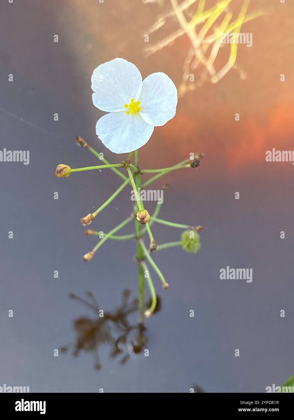 Sagittaria graminea hi-res stock photography and images - Alamy