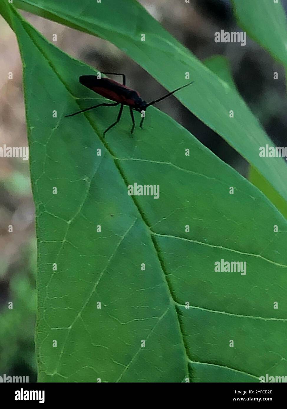 Scarlet Plant Bugs (Lopidea Stock Photo - Alamy