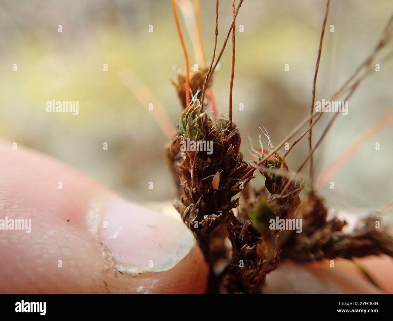 Brown Screw-moss (Syntrichia princeps Stock Photo - Alamy