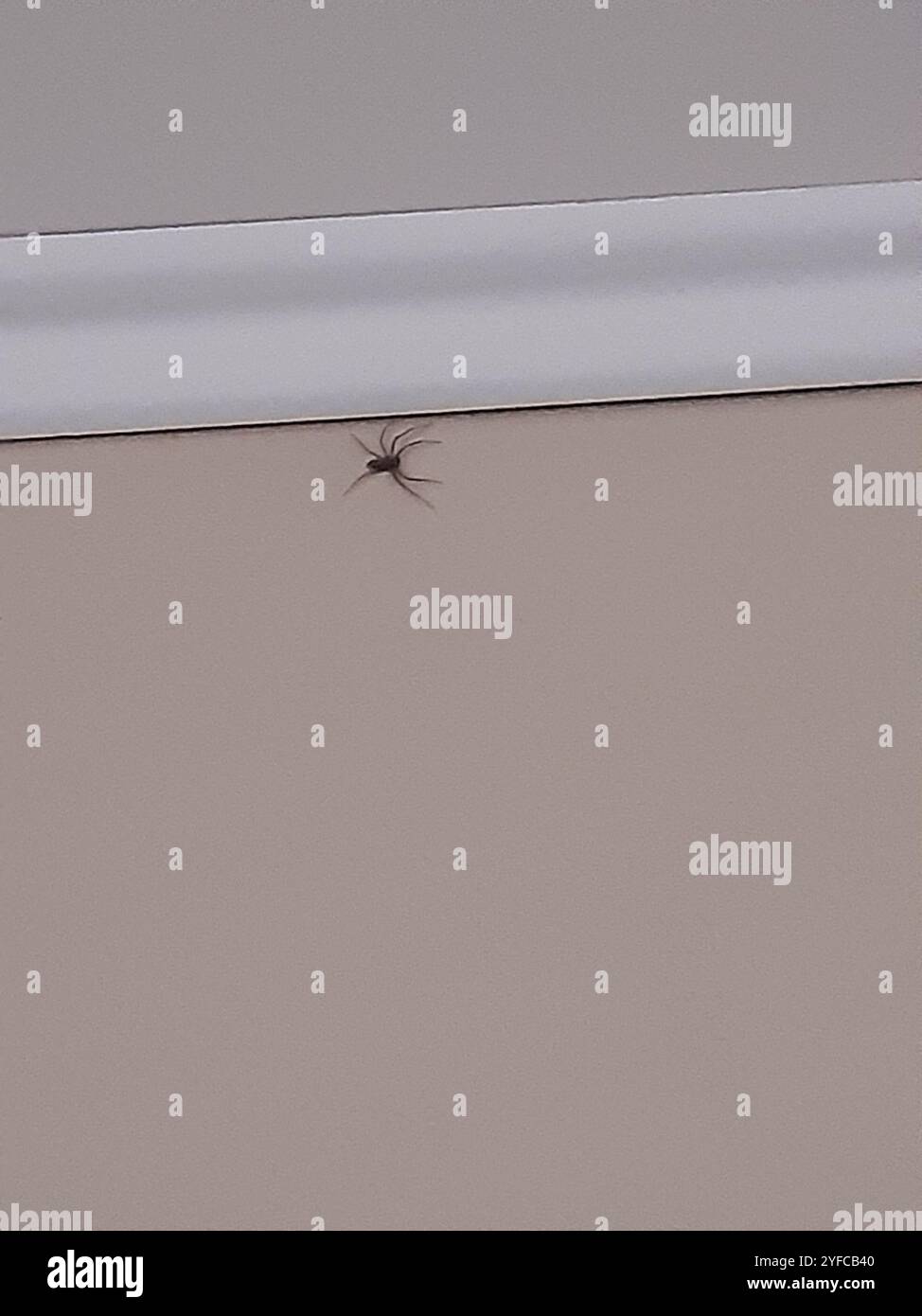 Typical Spiders (Araneomorphae Stock Photo - Alamy