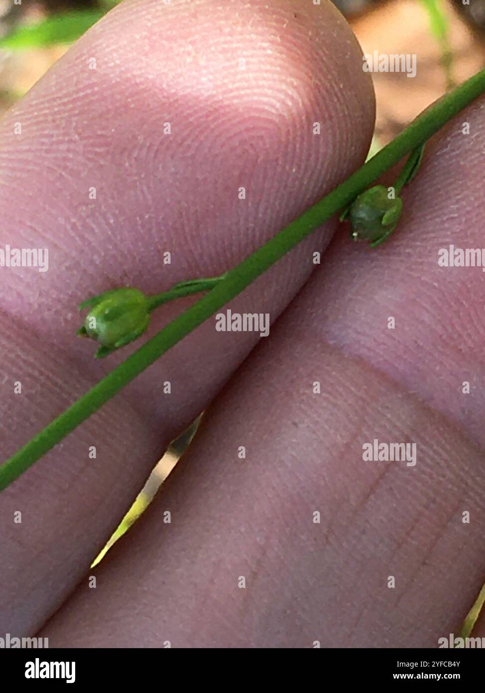 Texas toadflax (Nuttallanthus texanus Stock Photo - Alamy
