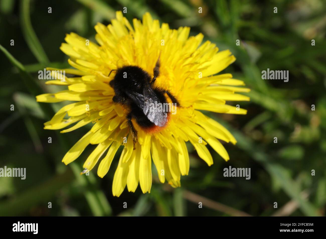 Red-tailed Bumble Bee (Bombus lapidarius Stock Photo - Alamy