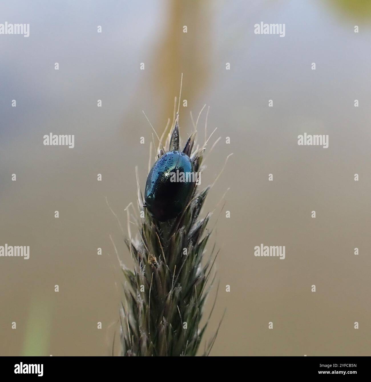 Willow Leaf Beetle (Plagiodera versicolora Stock Photo - Alamy