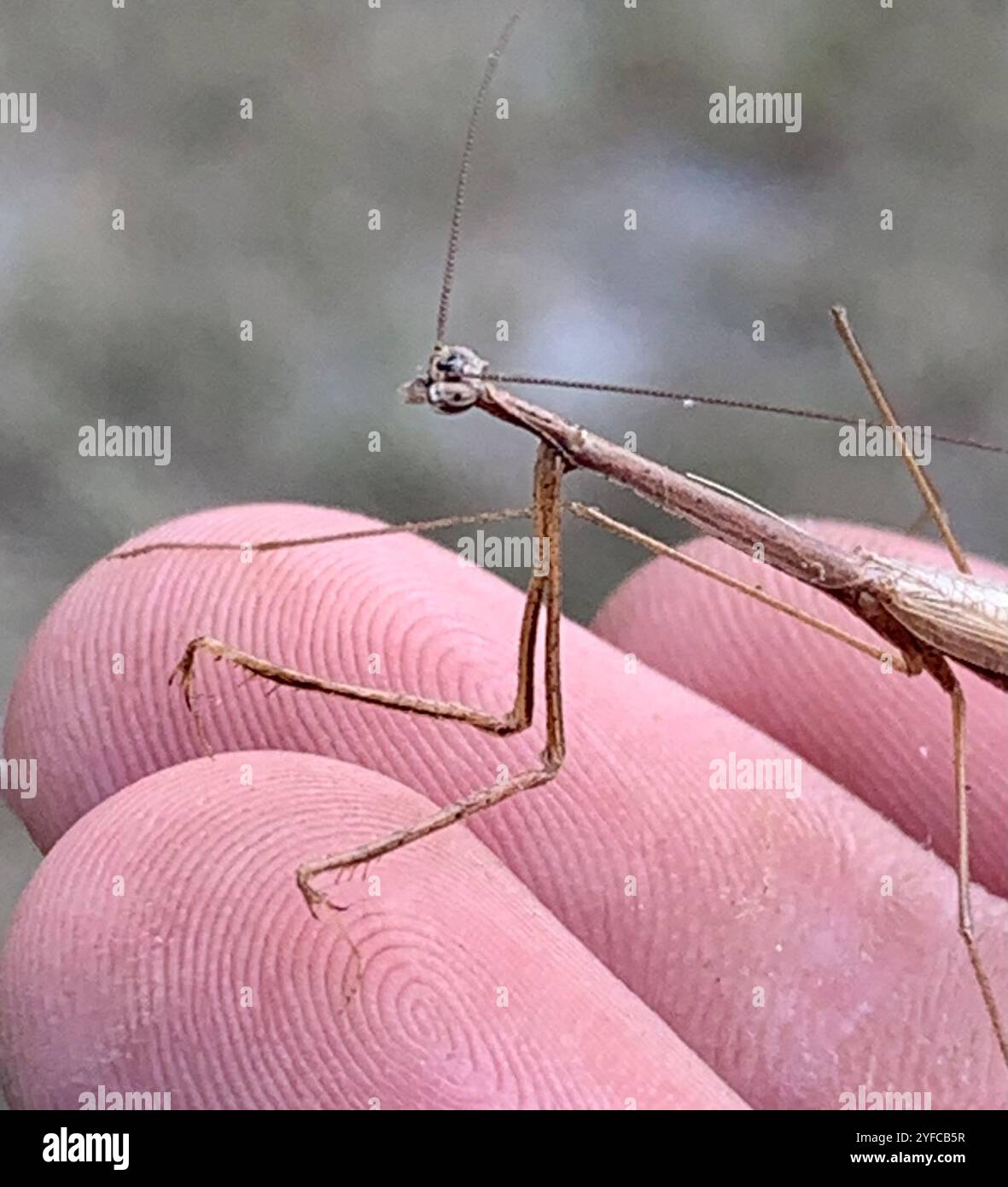 American Grass Mantis (Thesprotia graminis Stock Photo - Alamy
