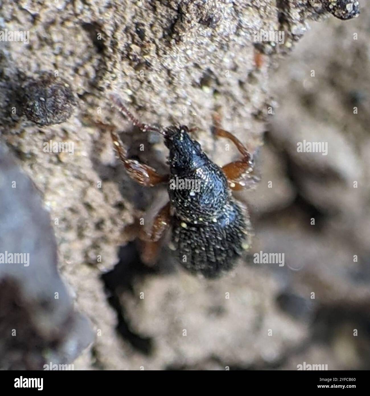 Hairy Spider Weevil (Barypeithes pellucidus Stock Photo - Alamy