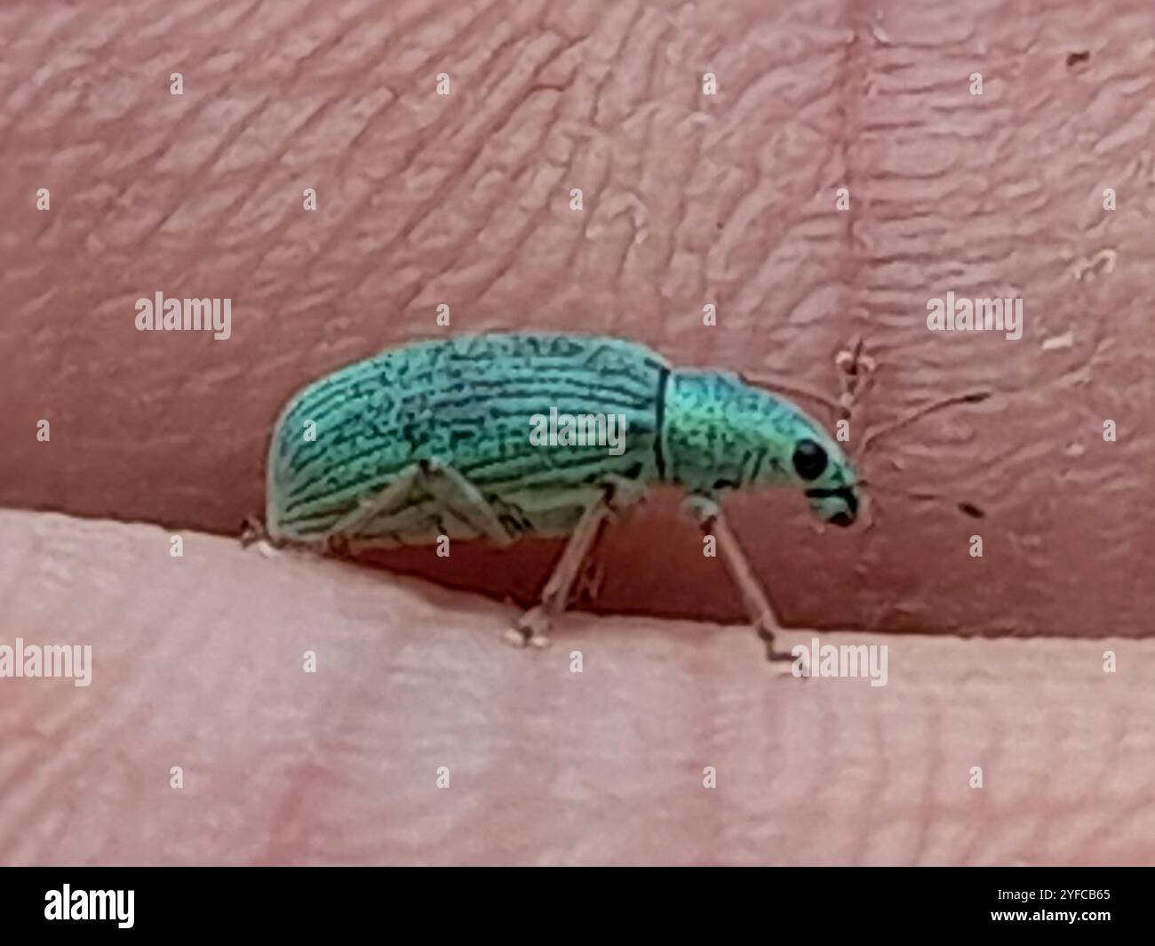 Green Immigrant Leaf Weevil (Polydrusus formosus Stock Photo - Alamy
