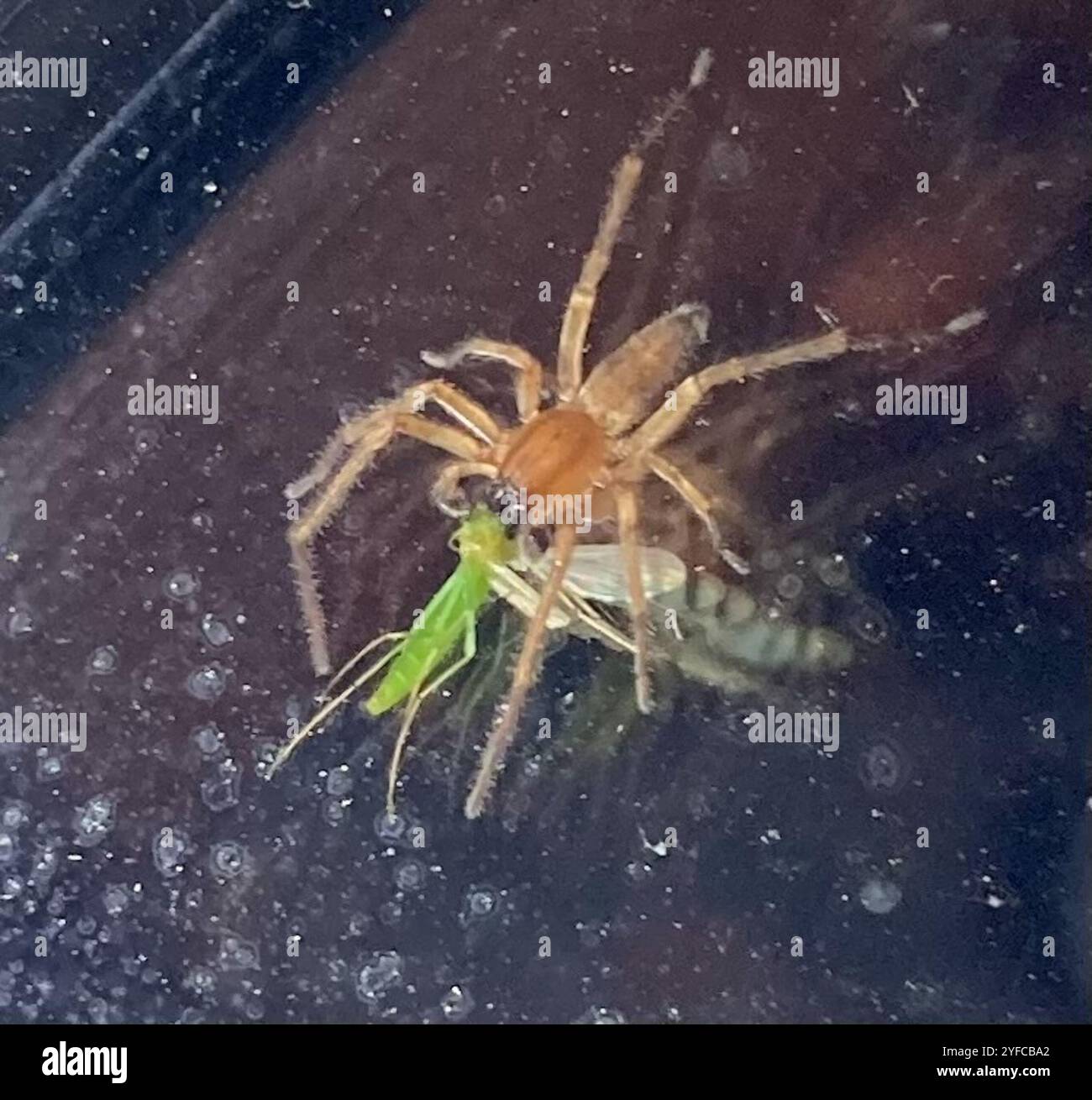 garden ghost spider (Hibana gracilis Stock Photo - Alamy