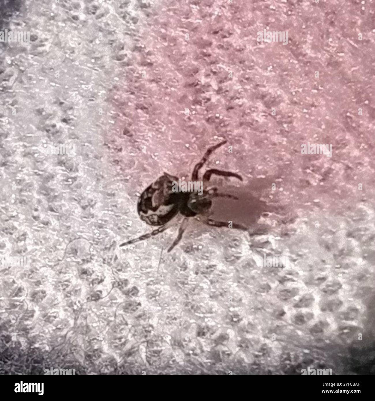 Furrow Spiders (Larinioides Stock Photo - Alamy