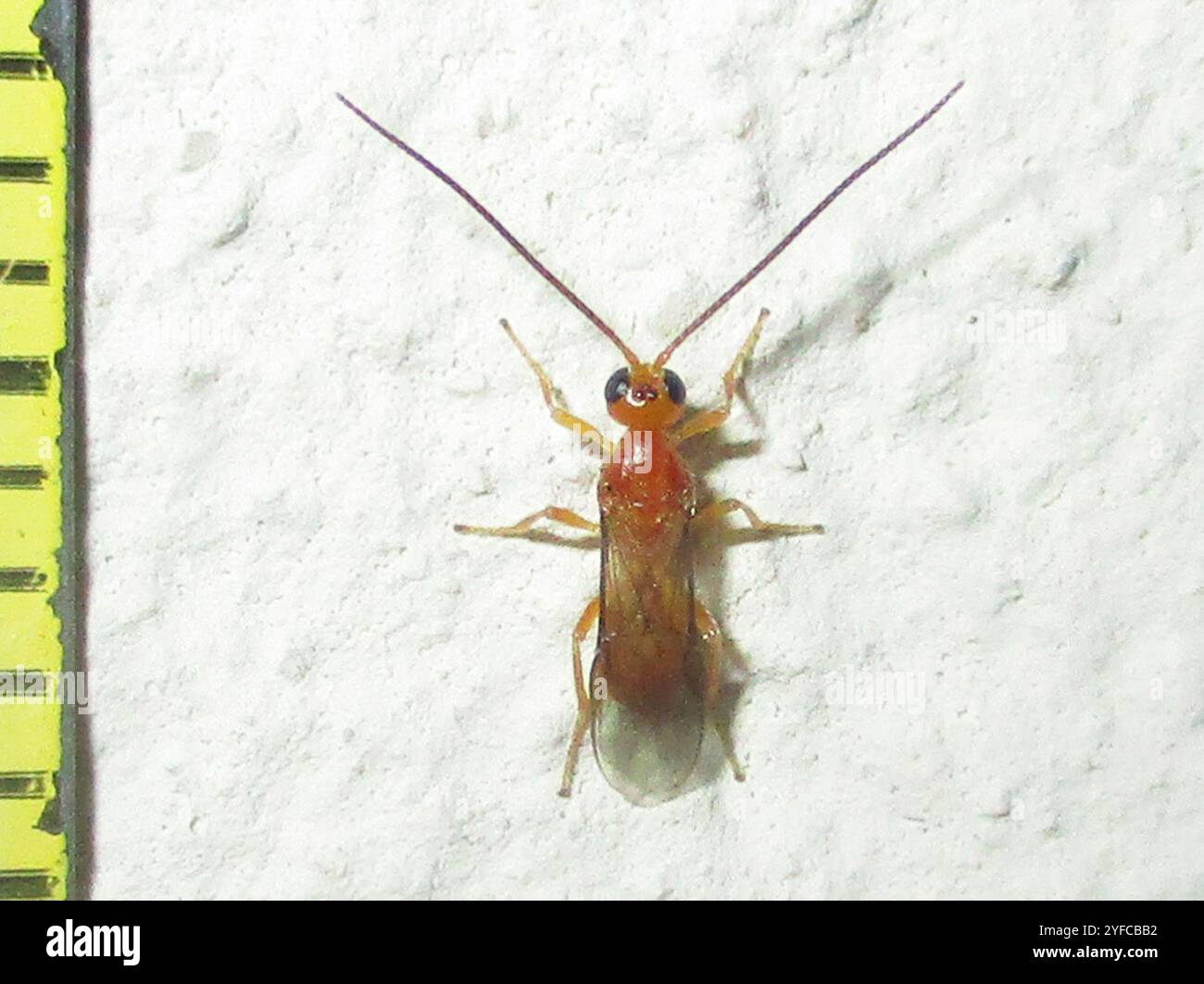 Braconid Wasps (Braconidae Stock Photo - Alamy