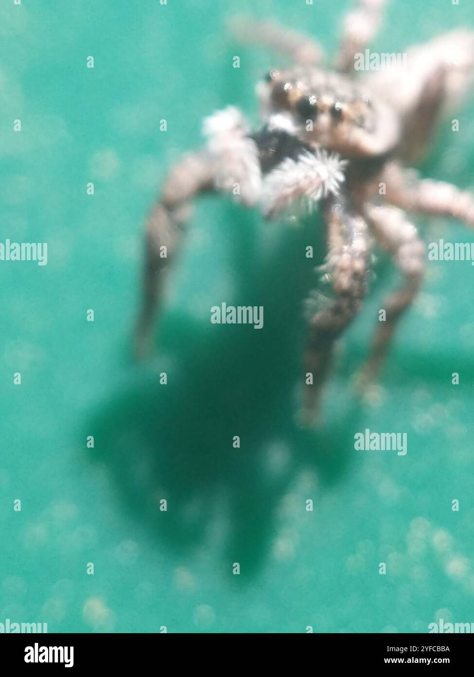 Tan Jumping Spider (Platycryptus undatus Stock Photo - Alamy