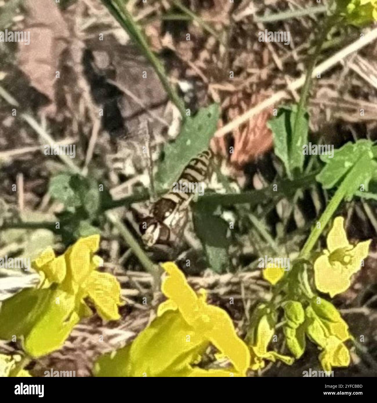 Typical Hover Flies (Syrphinae Stock Photo - Alamy