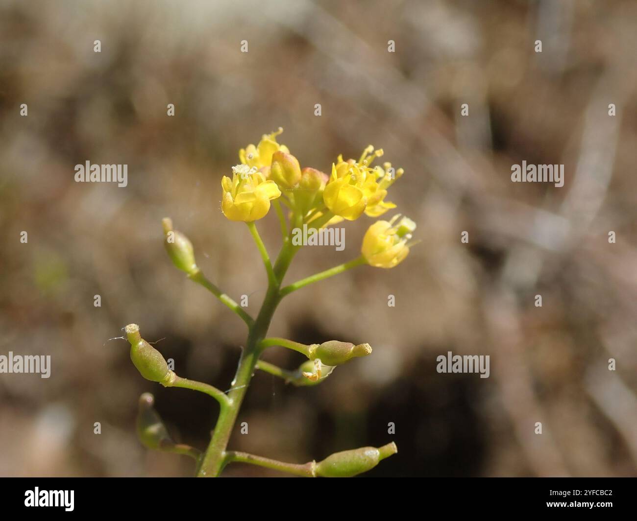 Bog Yellowcress (Rorippa palustris Stock Photo - Alamy