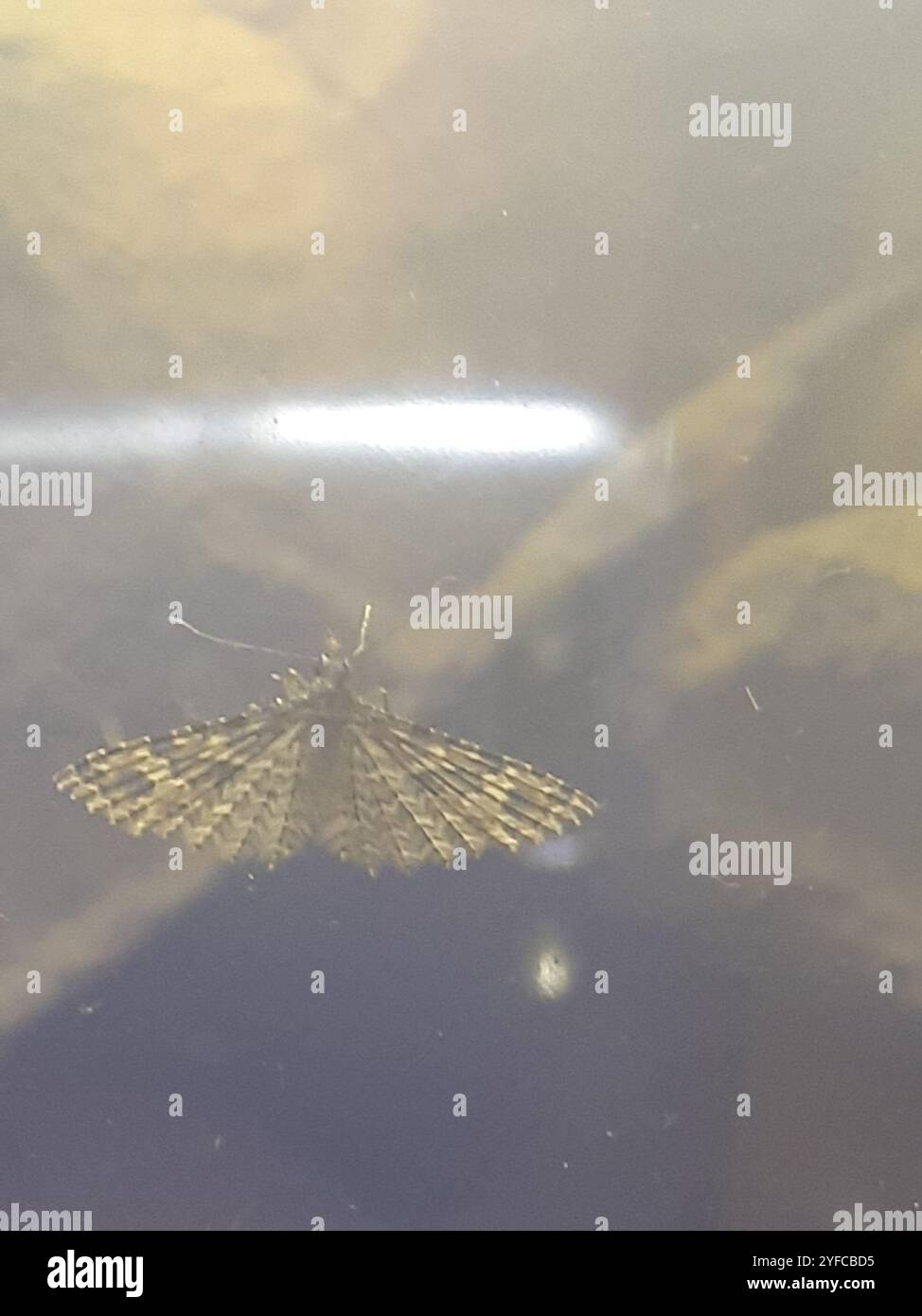 Twenty plume moth alucita hexadactyla hi-res stock photography and ...