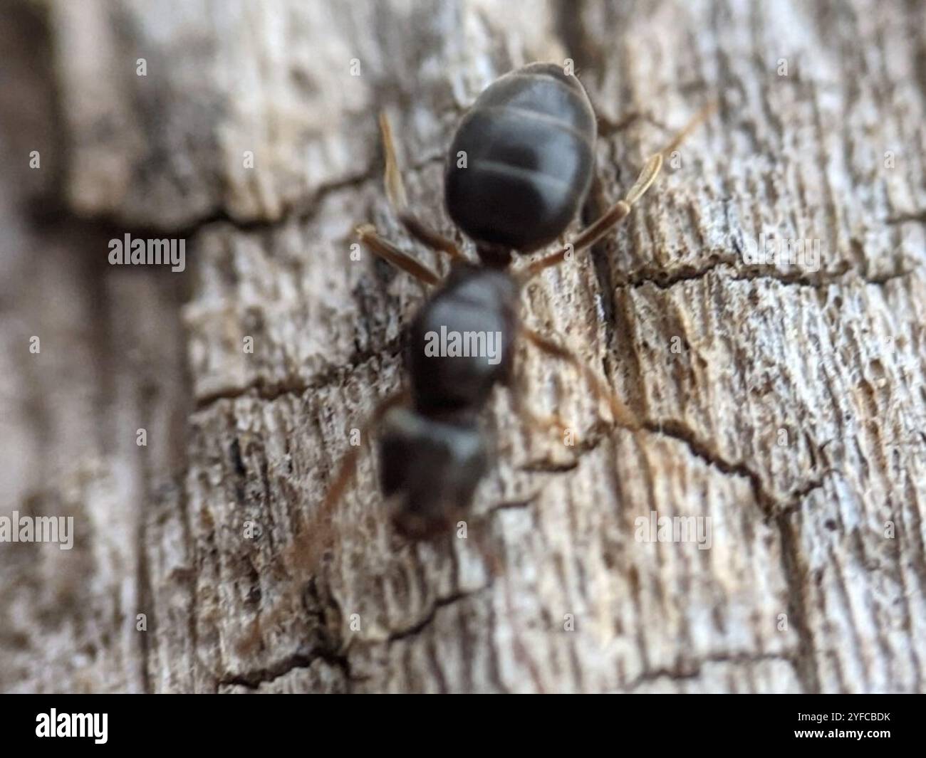 Shaded Fuzzy Ant (Lasius aphidicola Stock Photo - Alamy