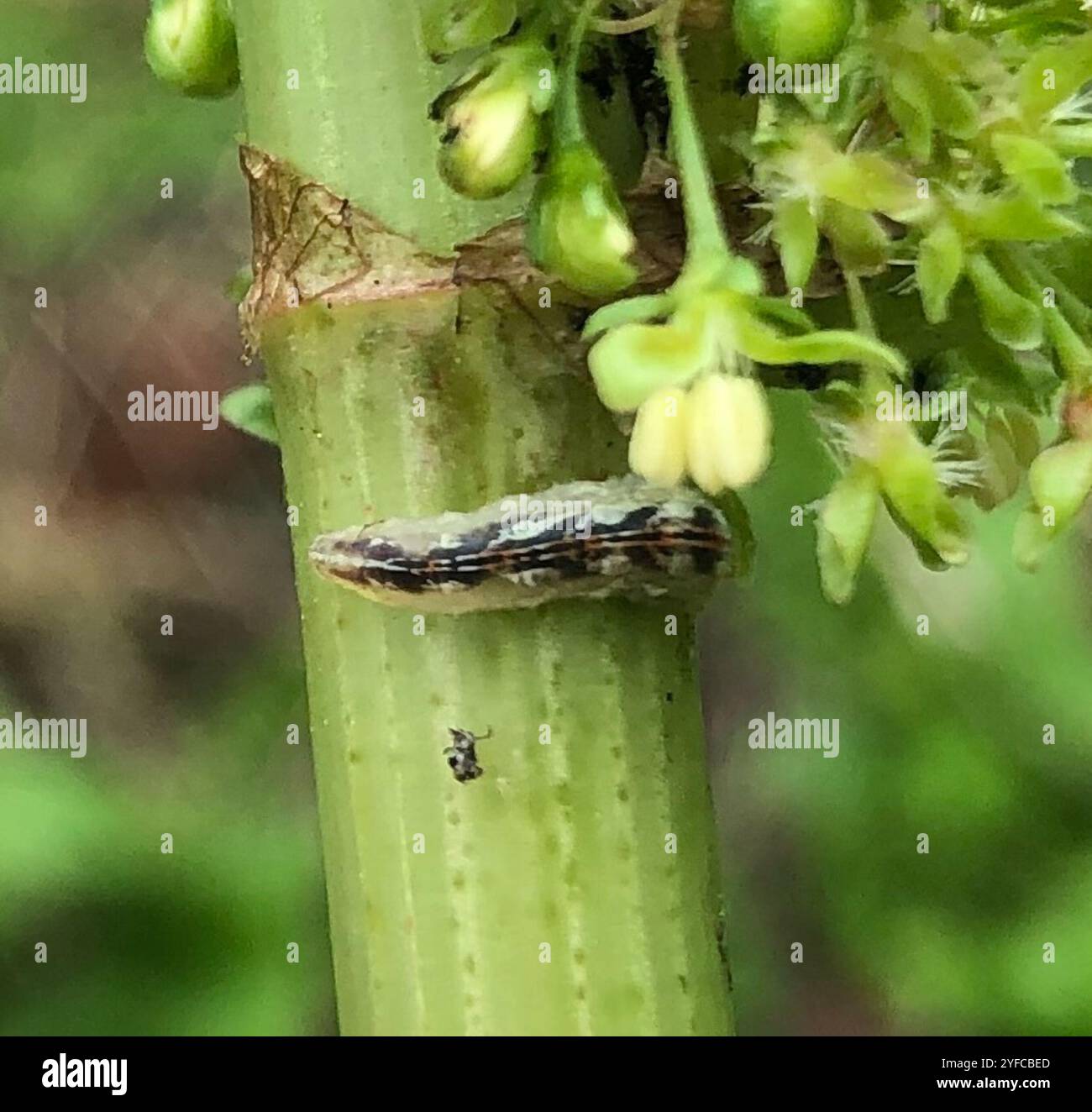 Armyworm Moths (Spodoptera Stock Photo - Alamy