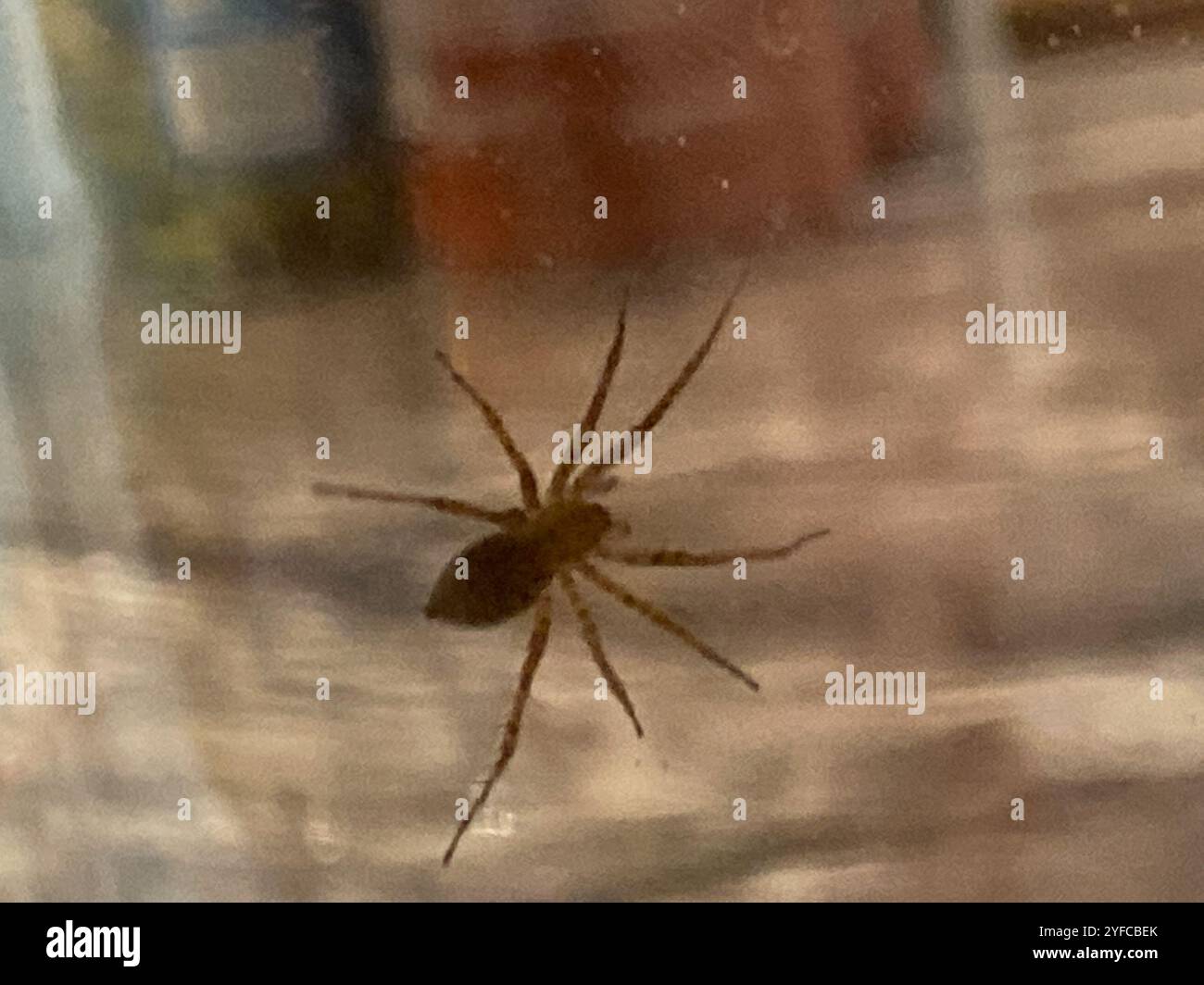 Ghost Spiders (Anyphaenidae Stock Photo - Alamy