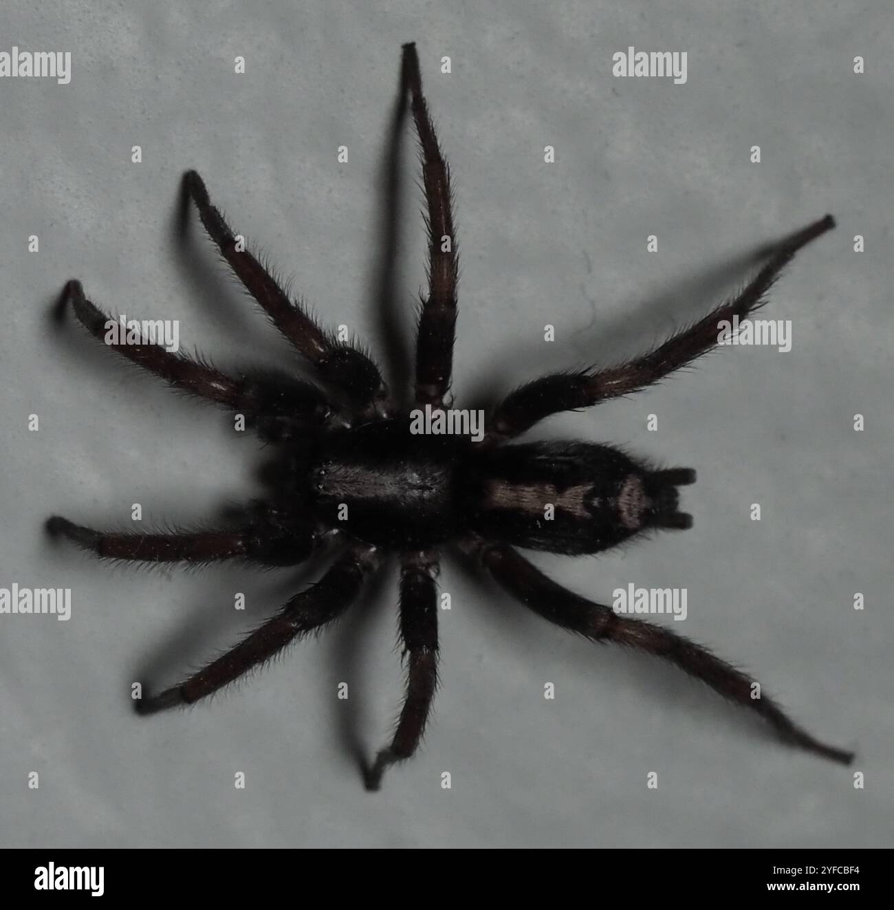 Eastern Parson Spider (Herpyllus ecclesiasticus Stock Photo - Alamy