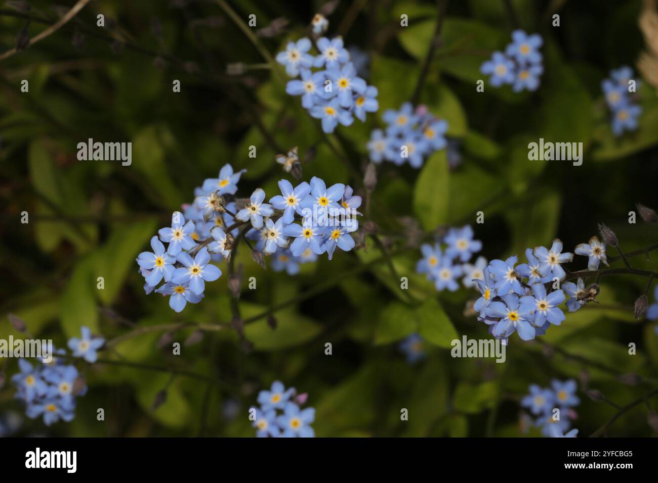 Wood Forget-me-not (Myosotis sylvatica Stock Photo - Alamy