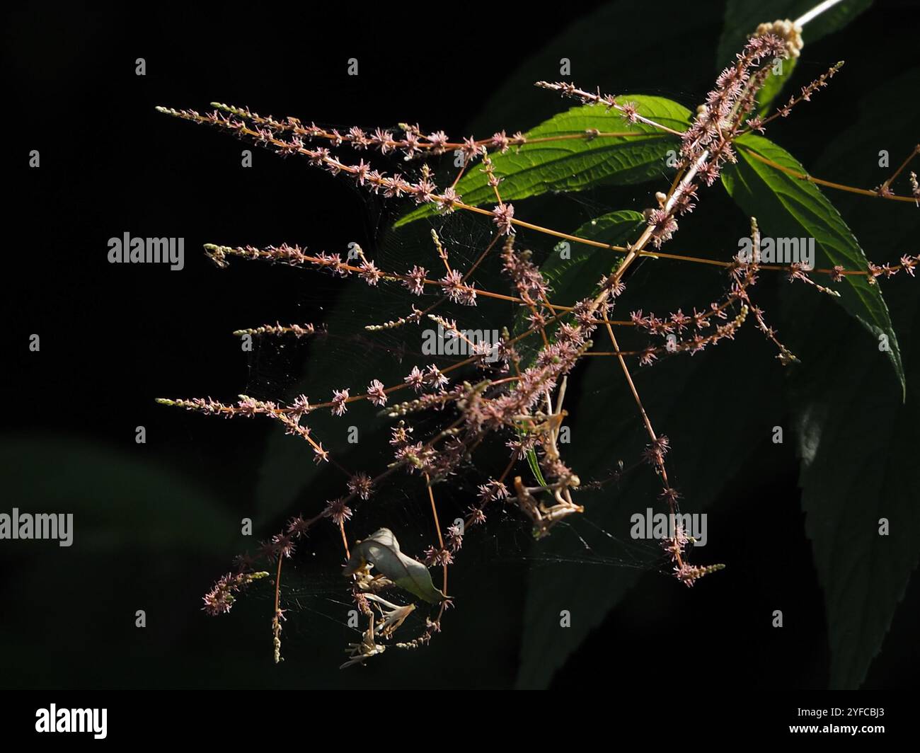 (Boehmeria zollingeriana podocarpa Stock Photo - Alamy