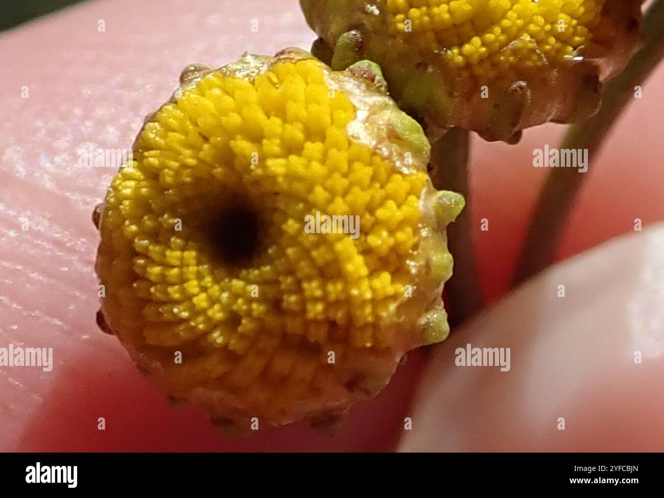 Grand Stinkweed (Oncosiphon grandiflorus Stock Photo - Alamy