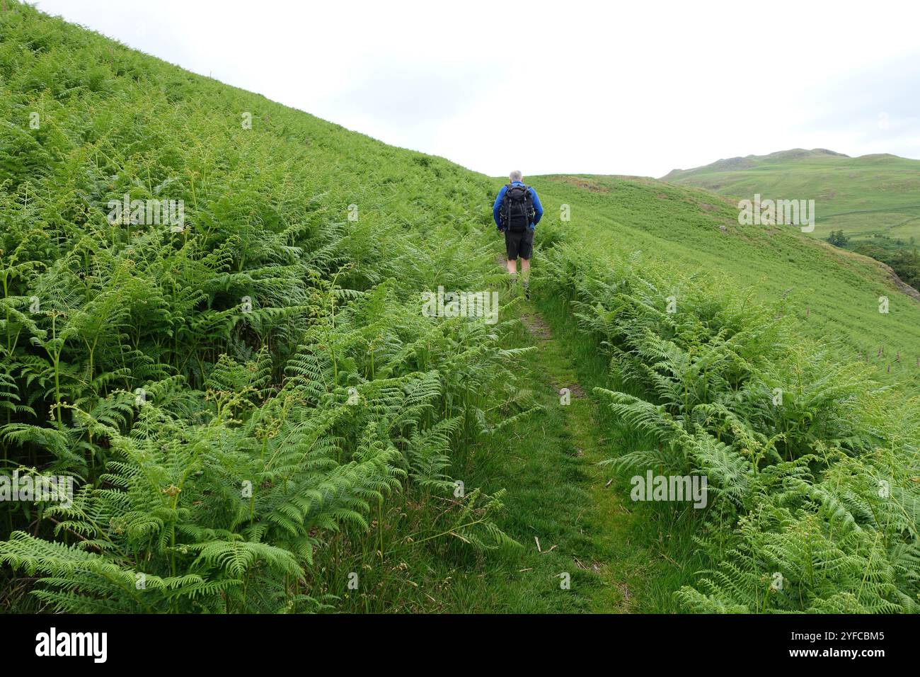 Man (Hiker) Walking Through Ferns to the Summit of the Wainwright 'Beda ...