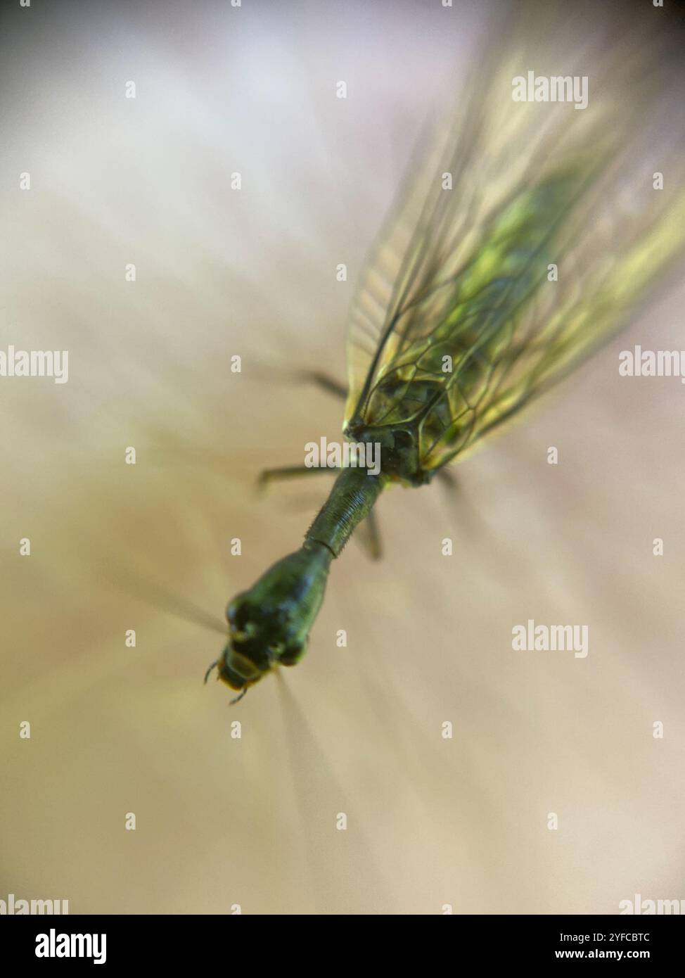 oak snakefly (Phaeostigma notata Stock Photo - Alamy