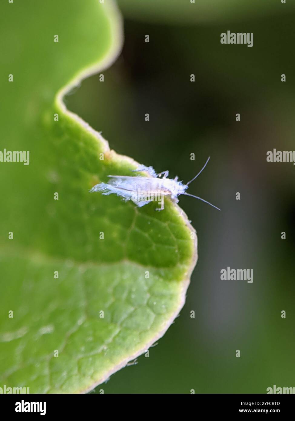 Woolly Beech Aphid (Phyllaphis fagi Stock Photo - Alamy