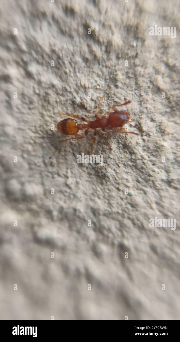 Acorn Ants and Allies (Temnothorax Stock Photo - Alamy