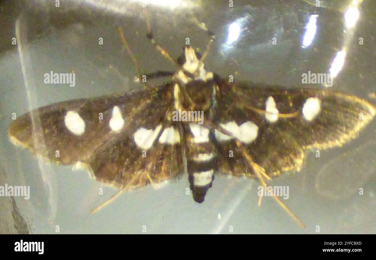 Grape Leafroller Moth (Desmia maculalis Stock Photo - Alamy