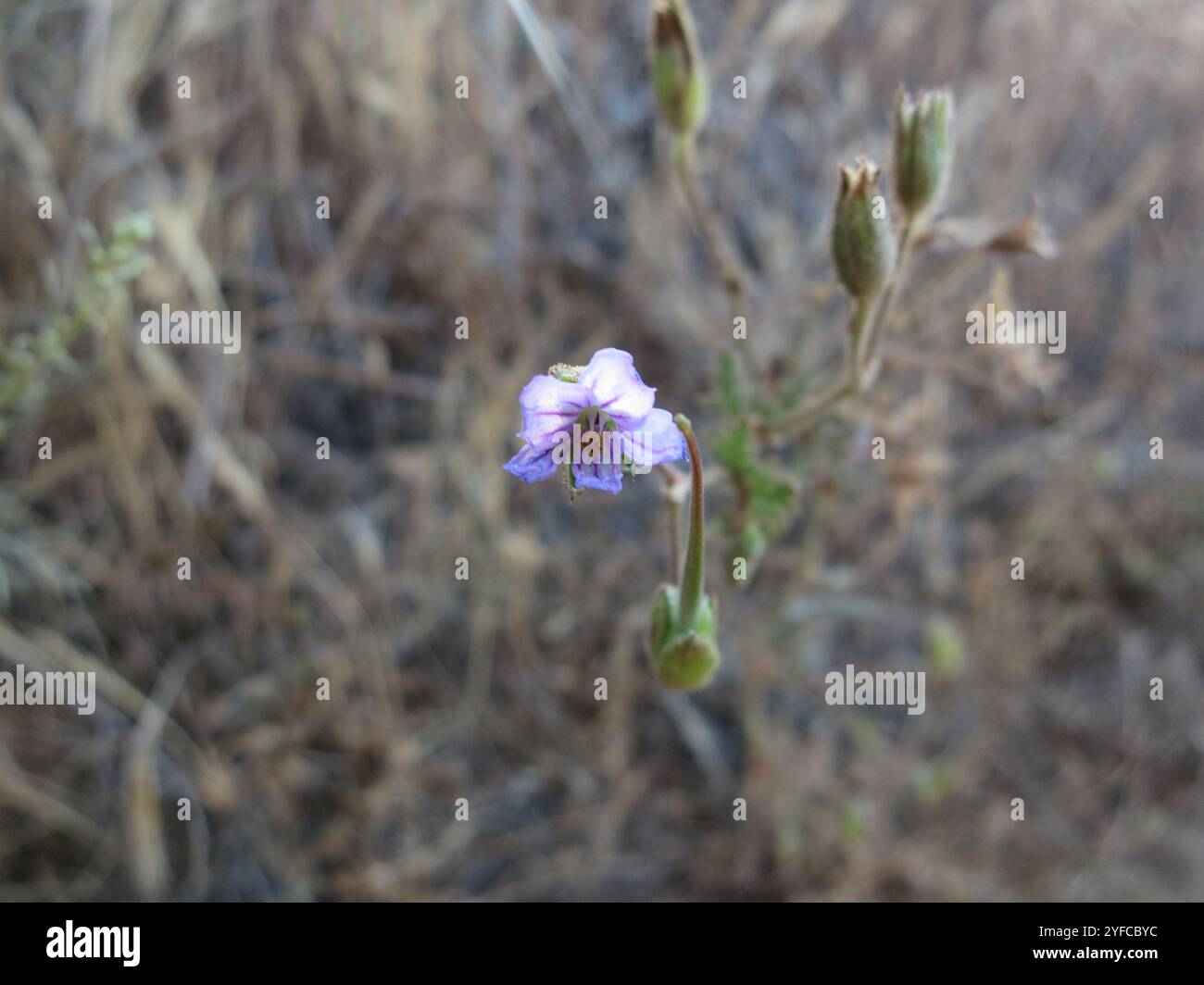 Mediterranean Stork's-bill (Erodium botrys Stock Photo - Alamy