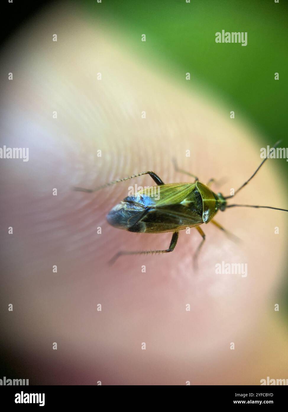 handsome plant bug (Harpocera thoracica Stock Photo - Alamy
