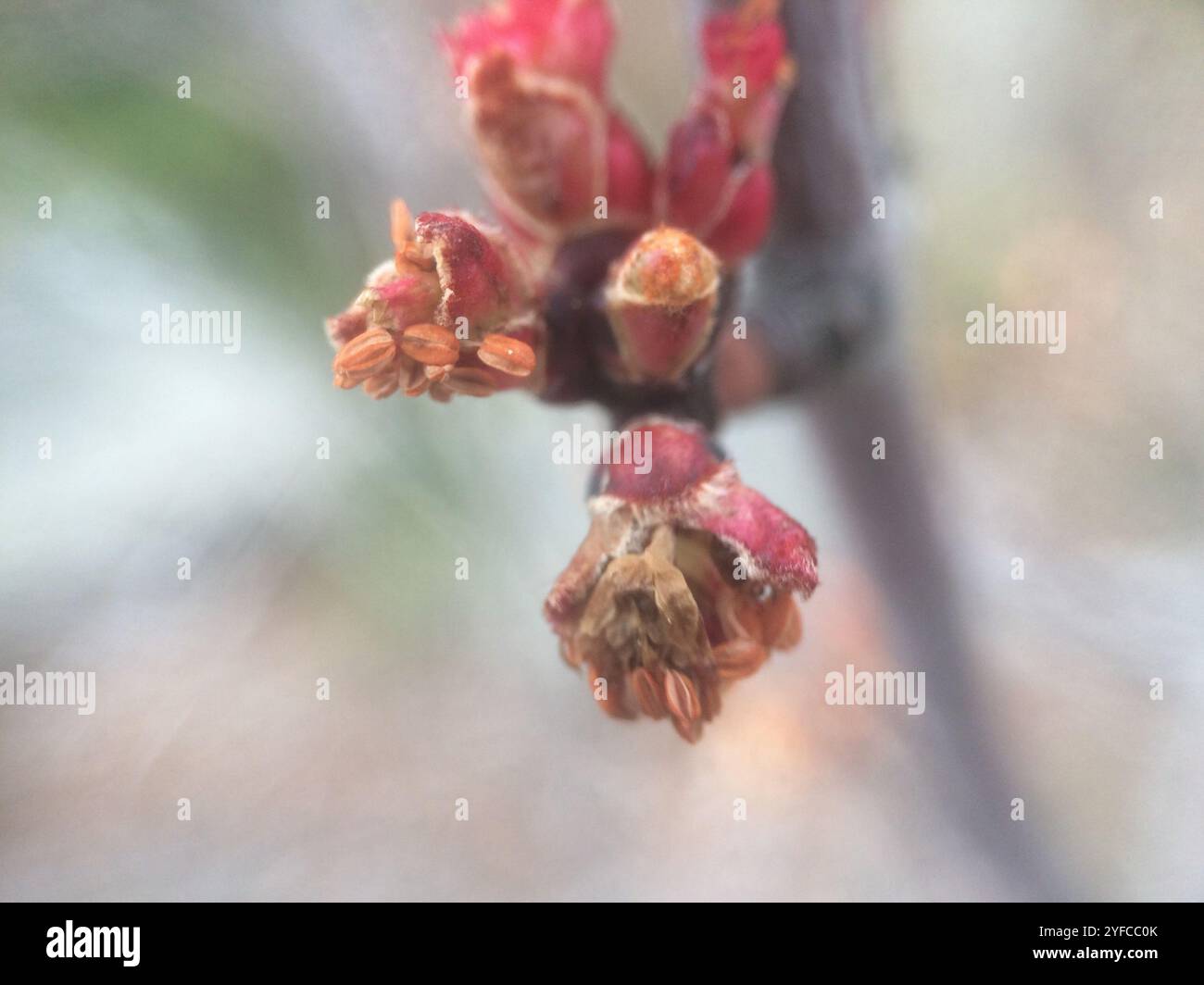 red maple (Acer rubrum Stock Photo - Alamy