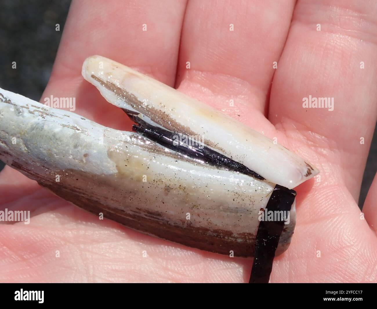 Atlantic Jackknife (Ensis leei Stock Photo - Alamy