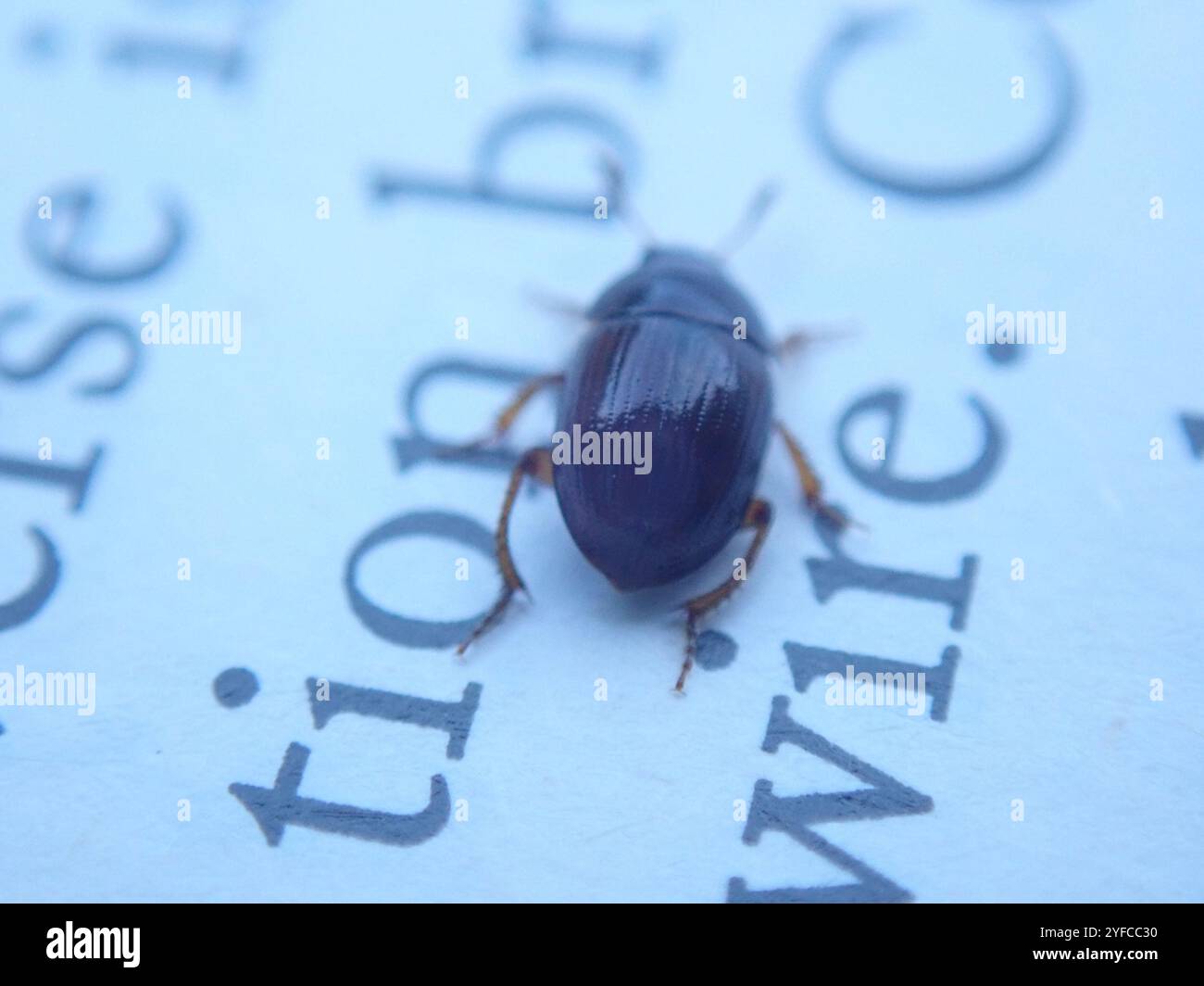 Round Fungus Beetles (Leiodidae Stock Photo - Alamy