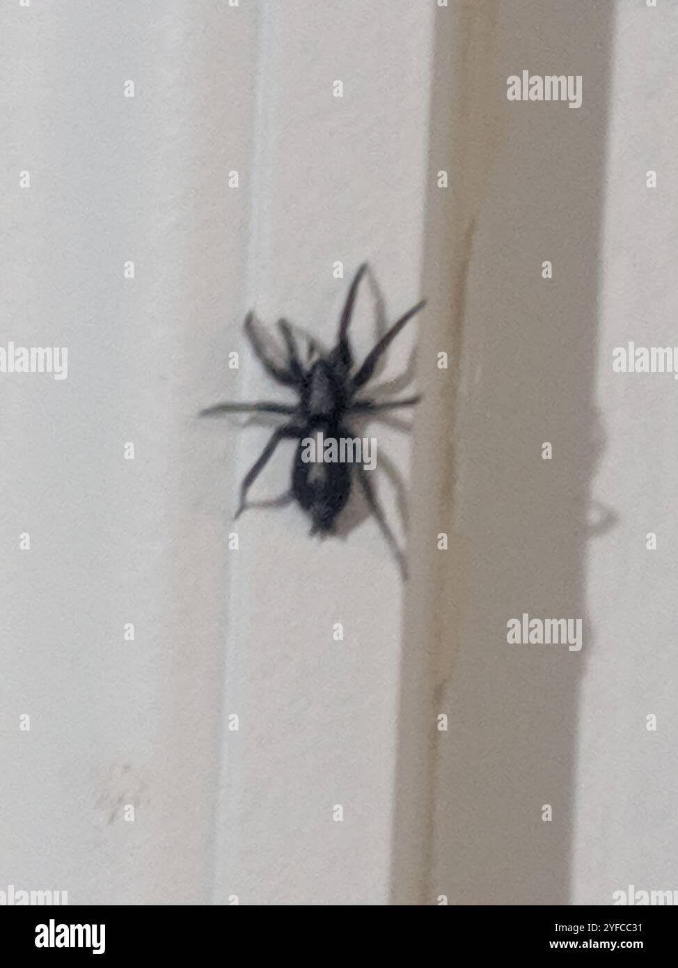 Eastern Parson Spider (Herpyllus ecclesiasticus Stock Photo - Alamy