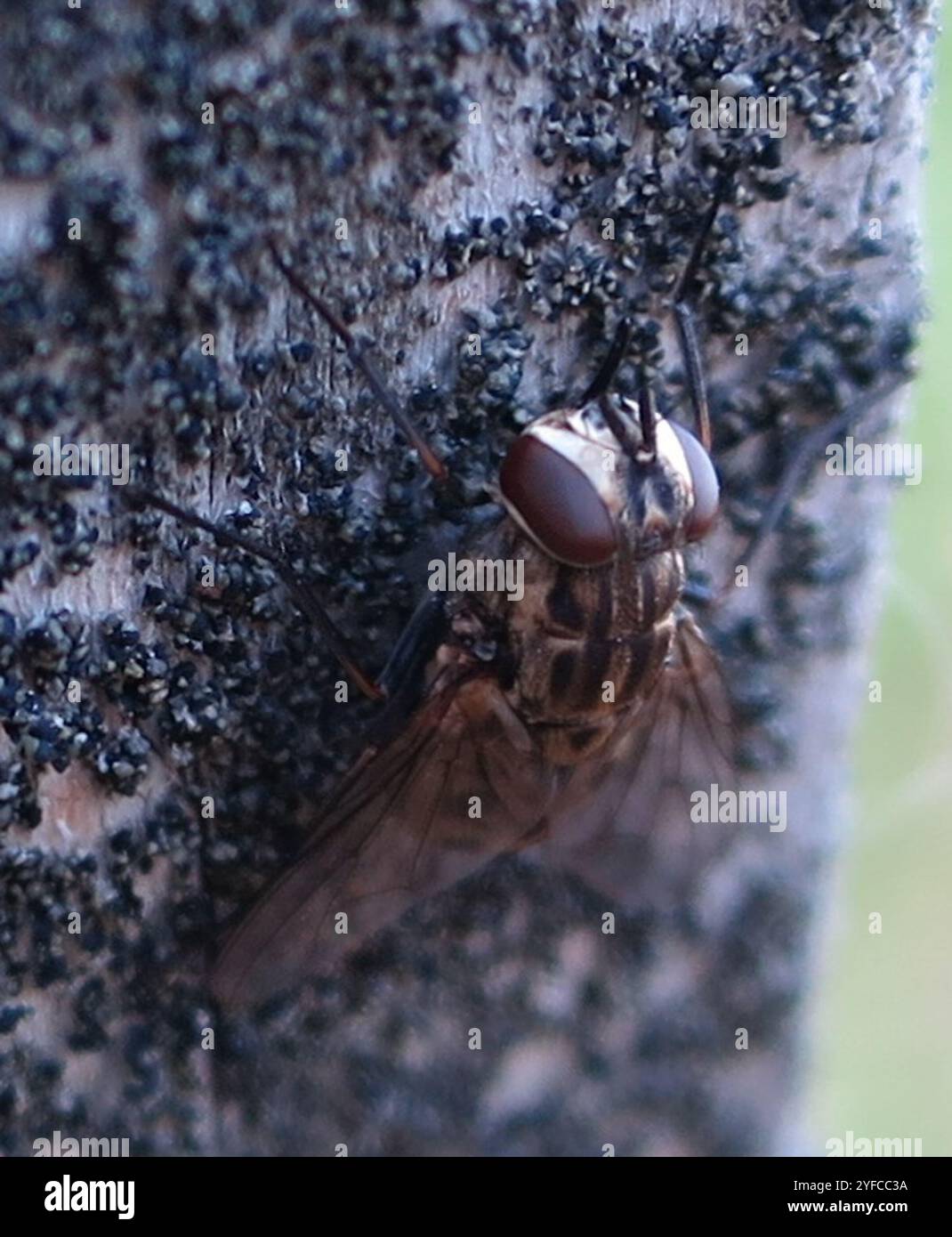 Stable Fly (Stomoxys calcitrans Stock Photo - Alamy