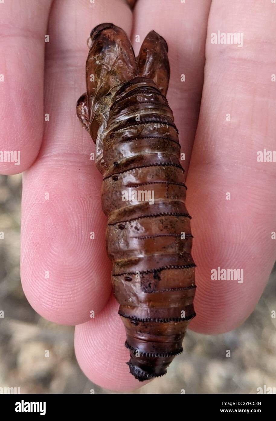 Carpenterworm moth hi-res stock photography and images - Alamy