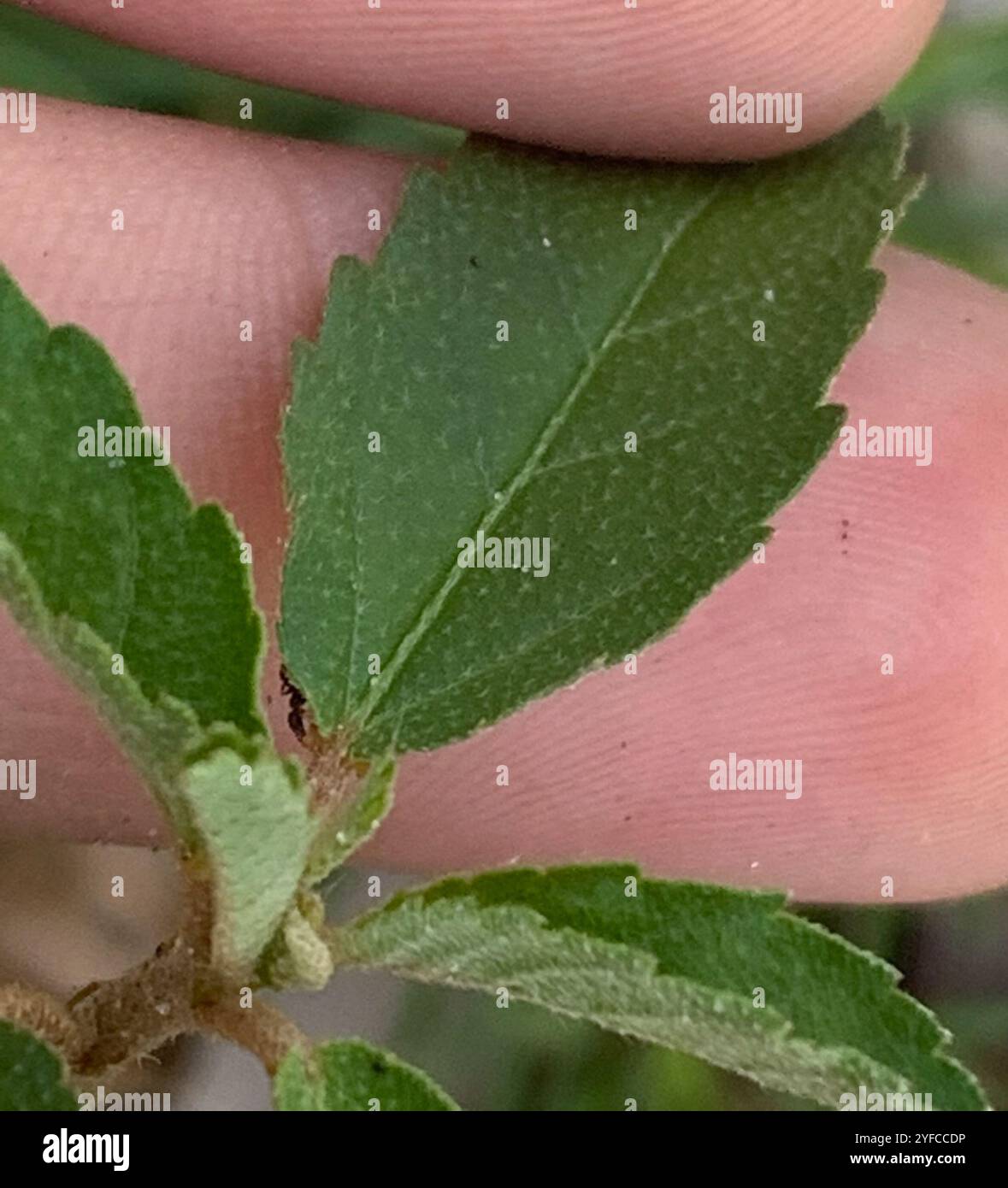 sand croton (Croton glandulosus septentrionalis Stock Photo - Alamy