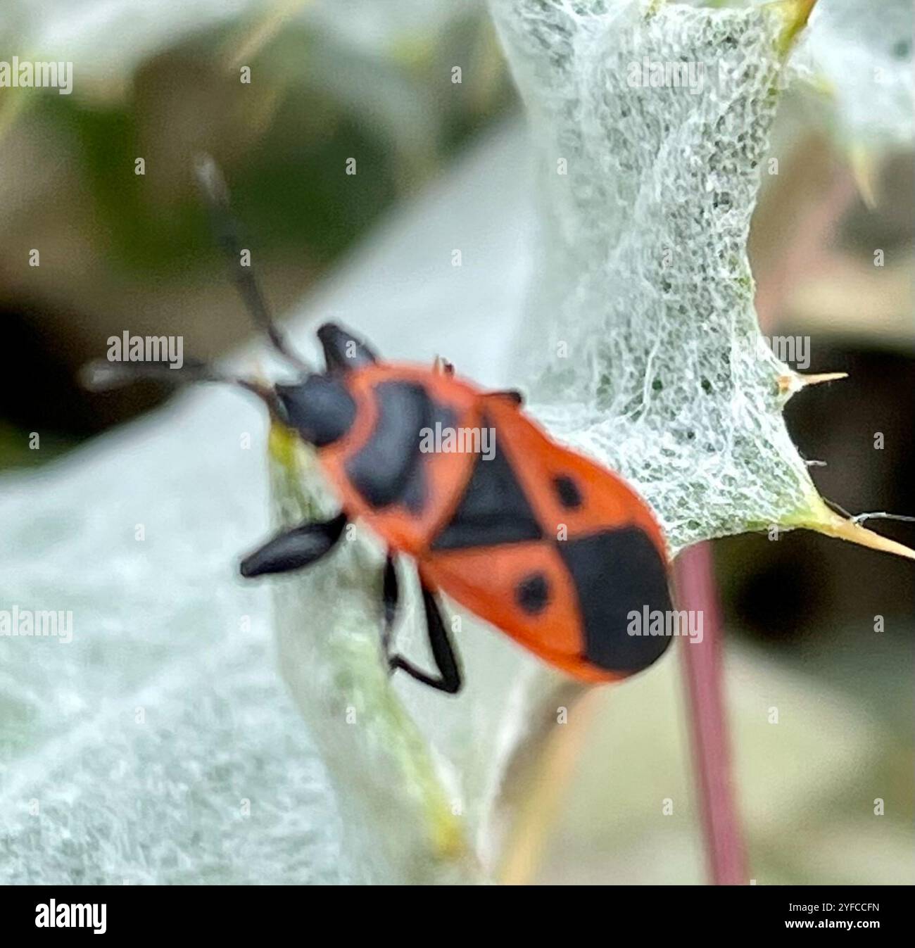 Mediterranean red bug (Scantius aegyptius Stock Photo - Alamy