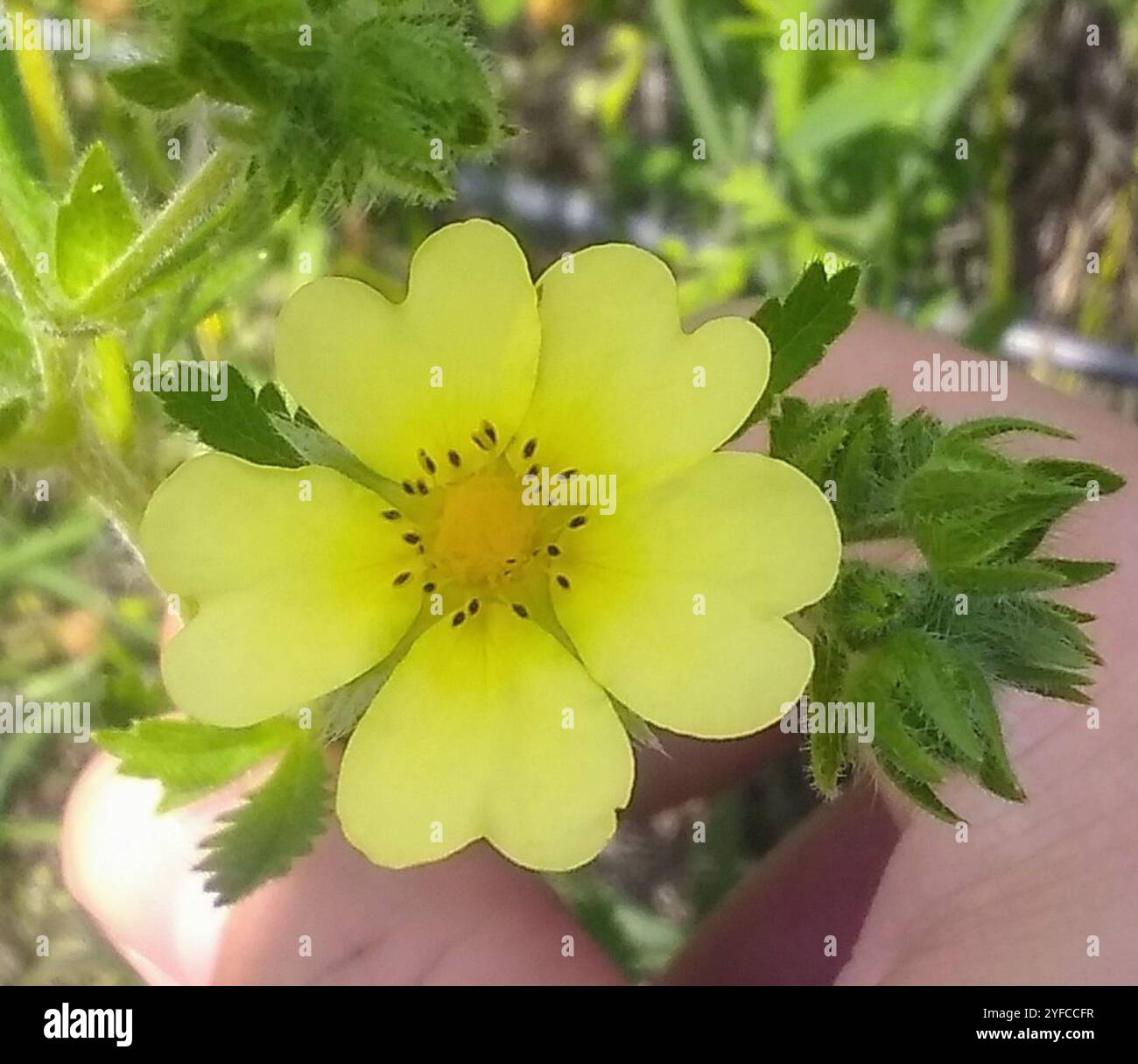 sulphur cinquefoil (Potentilla recta Stock Photo - Alamy